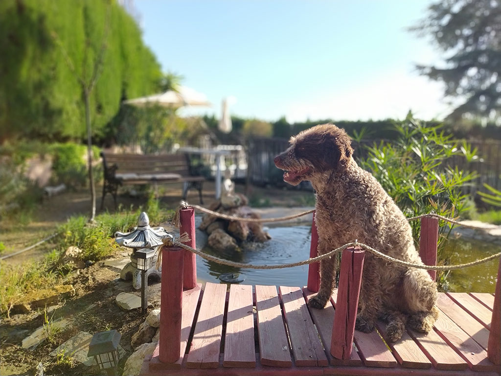 Sobre mi – Con Alma Animal